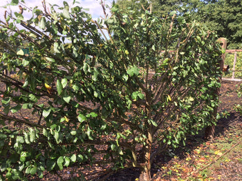 Fan trained trees – Southern Fruit Trees