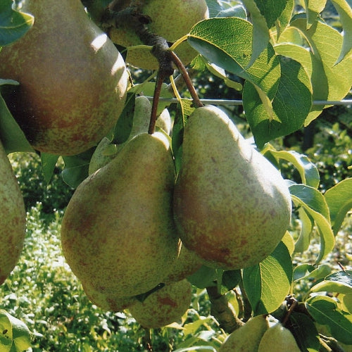 Pears – Southern Fruit Trees
