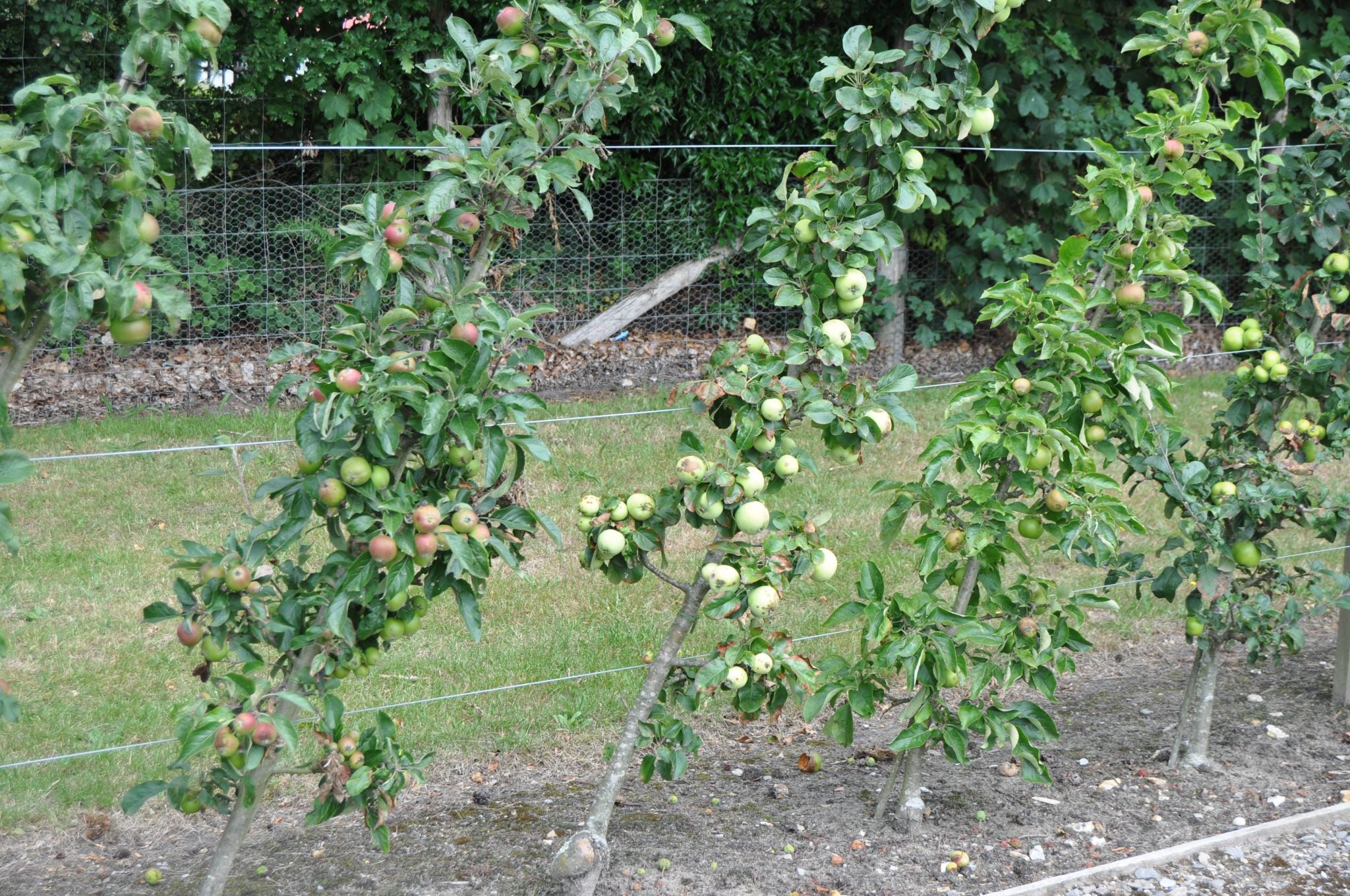 Cordon Apples – Southern Fruit Trees