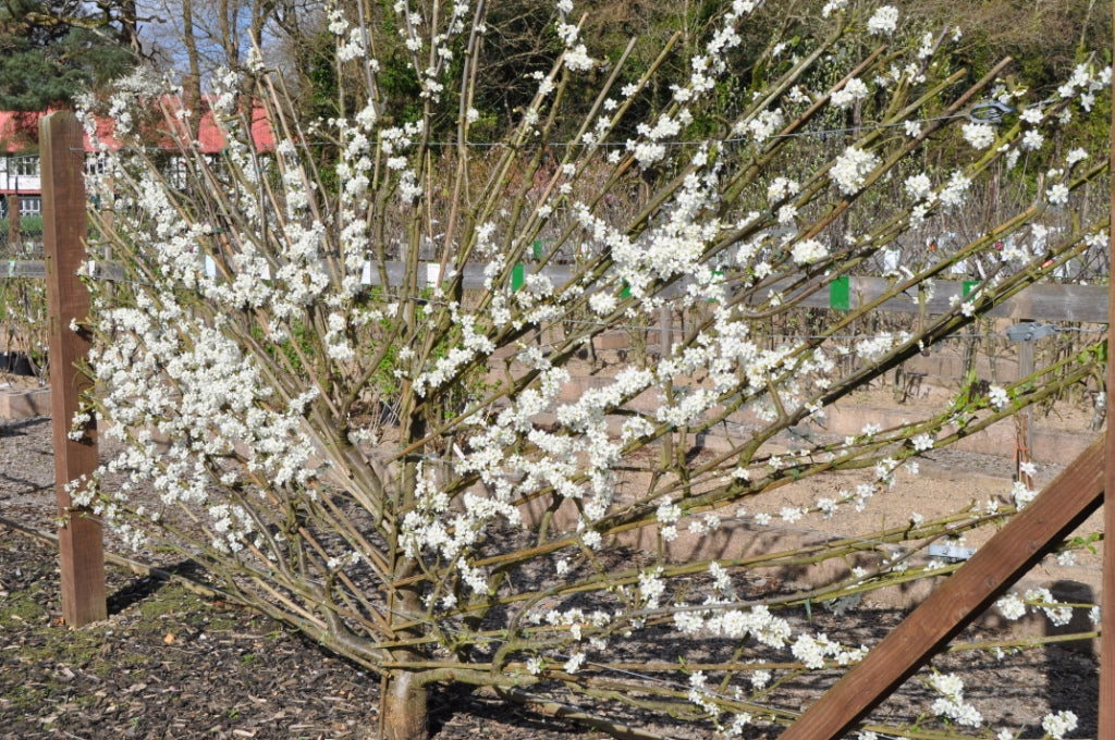 Fan Trained Trees – Page 2 – Southern Fruit Trees