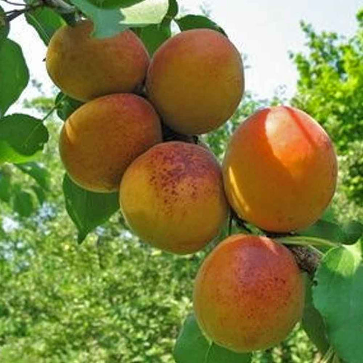 Fan Trained Trees – Southern Fruit Trees