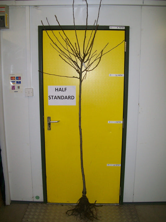 1.8m Tree Stake – Southern Fruit Trees