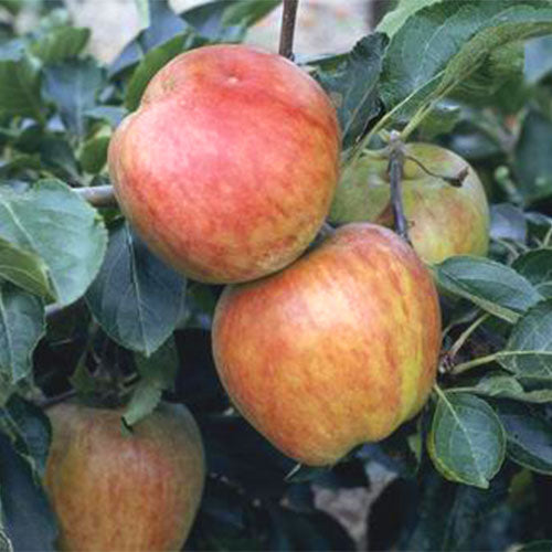 Jupiter – Southern Fruit Trees