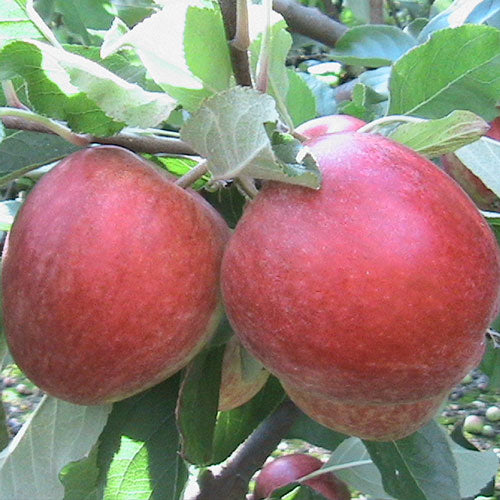 Katy – Southern Fruit Trees