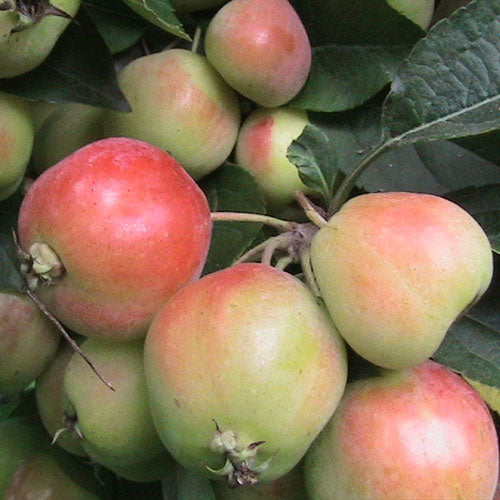 Red Sentinel – Southern Fruit Trees