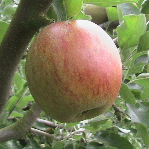 Ribston Pippin – Southern Fruit Trees