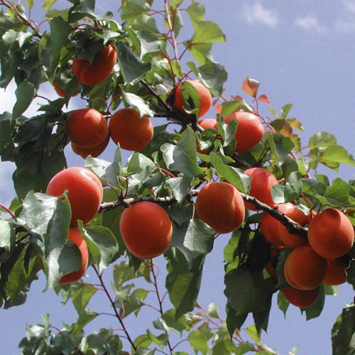 Tomcot – Southern Fruit Trees