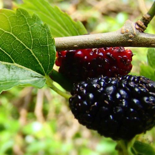 Black Mulberry- King James (Chelsea) – Southern Fruit Trees