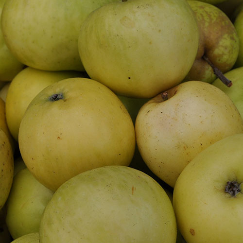 Keswick Codlin – Southern Fruit Trees