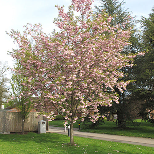 Pink Perfection – Southern Fruit Trees