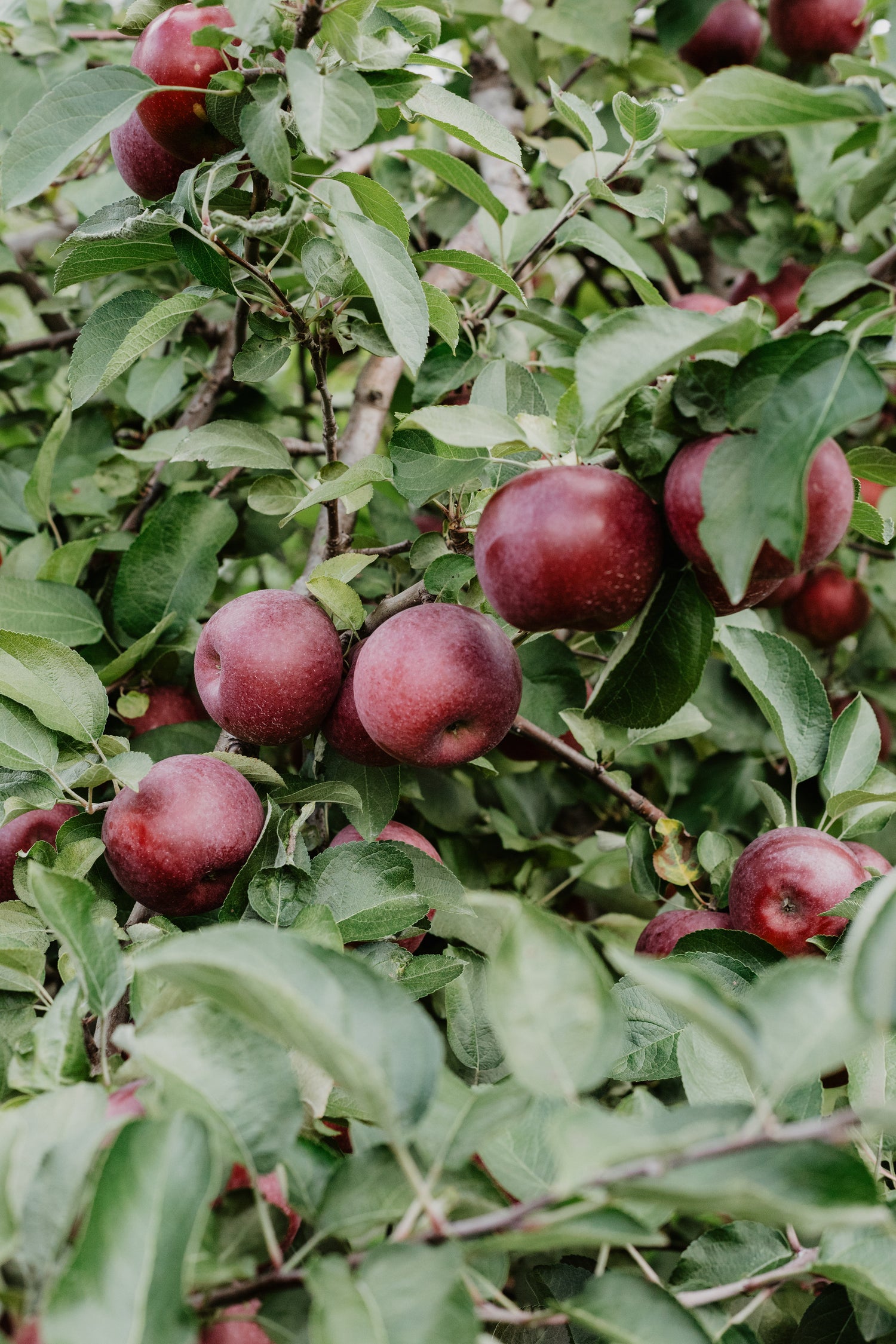 Southern Fruit Trees - Supplying fruit trees across the UK