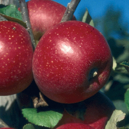 Red Windsor – Southern Fruit Trees
