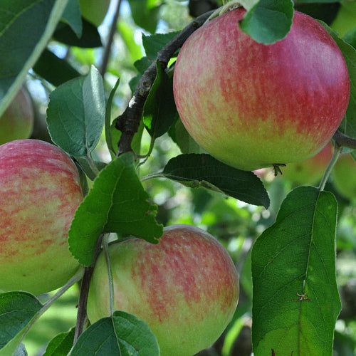 Tydemans Early Worcester – Southern Fruit Trees