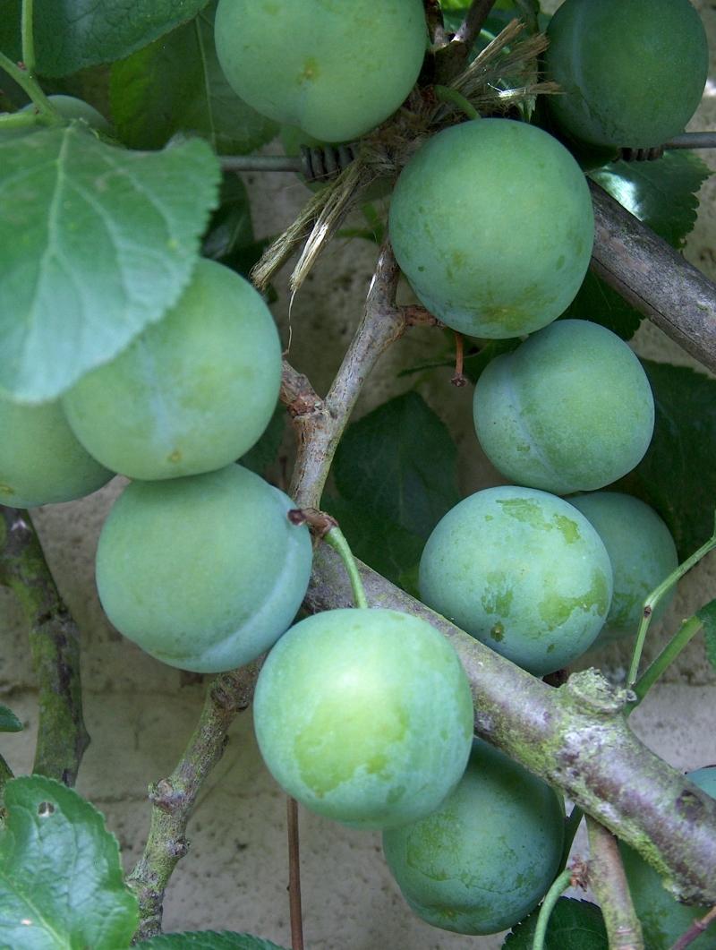 Cambridge Greengage – Southern Fruit Trees